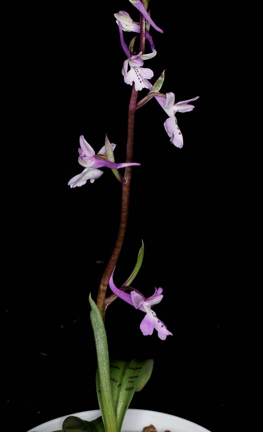 Southern California Orchid Species Society 03-2025a