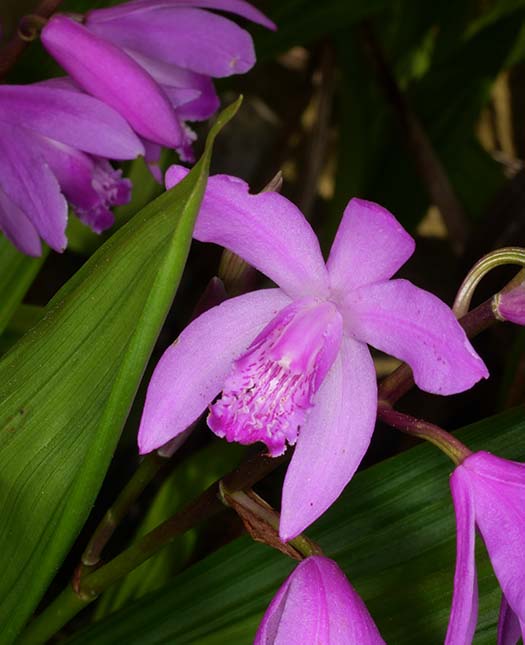 Southern California Orchid Species Society 04-2025