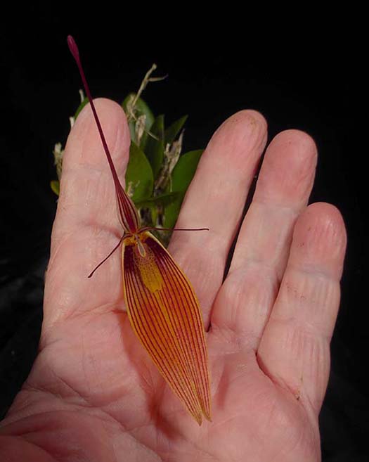 Southern California Orchid Species Society