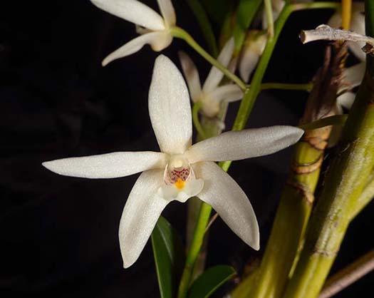 Southern California Orchid Species Society
