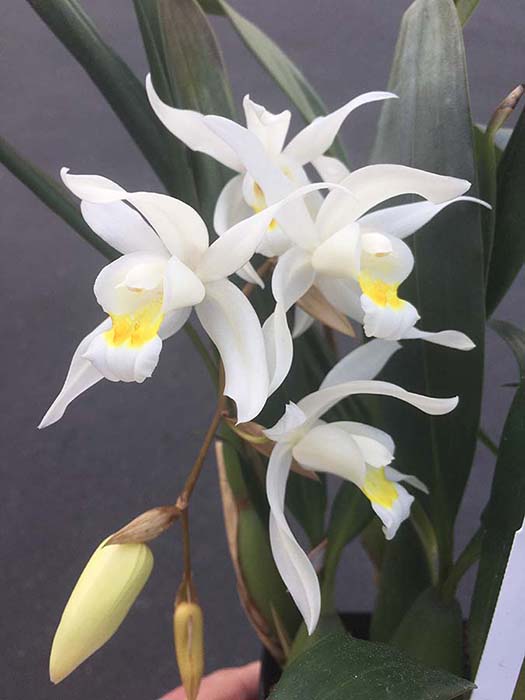 Southern California Orchid Species Society