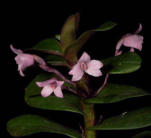 Southern California Orchid Species Society 12-2019