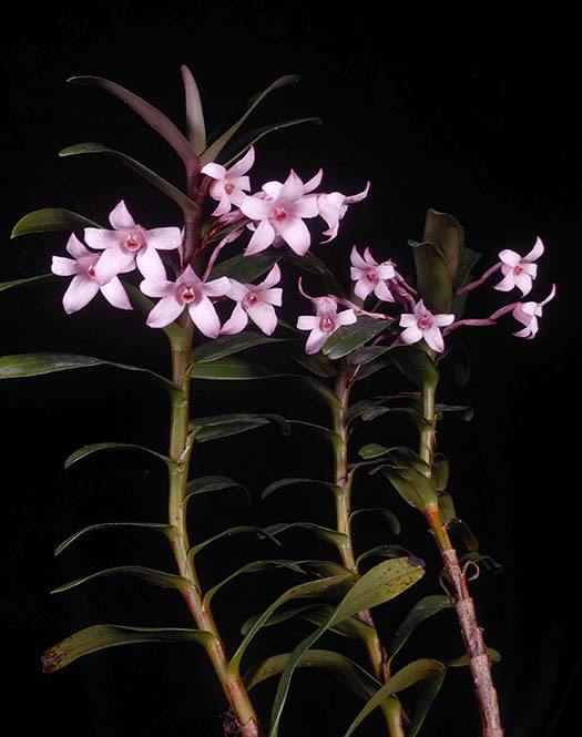 Southern California Orchid Species Society 12-2019