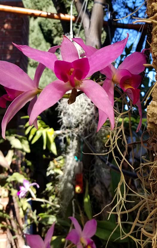 Southern California Orchid Species Society 2-2019