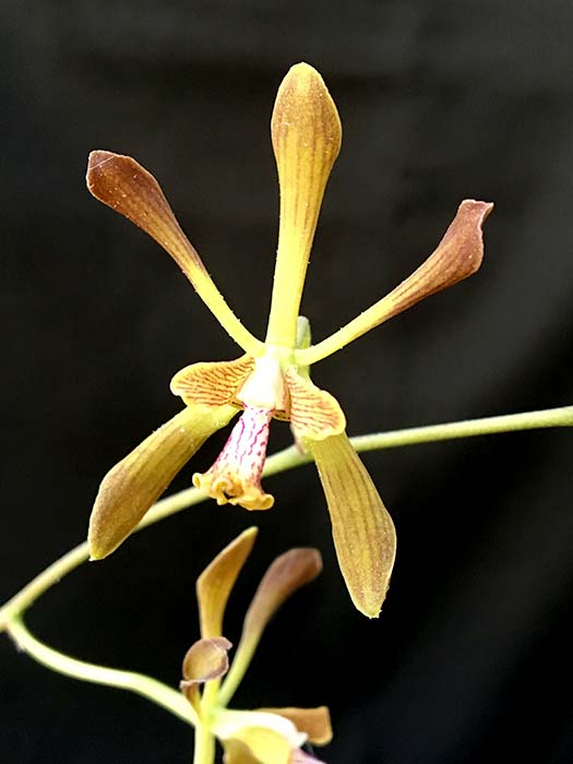 Southern California Orchid Species Society 7-2019