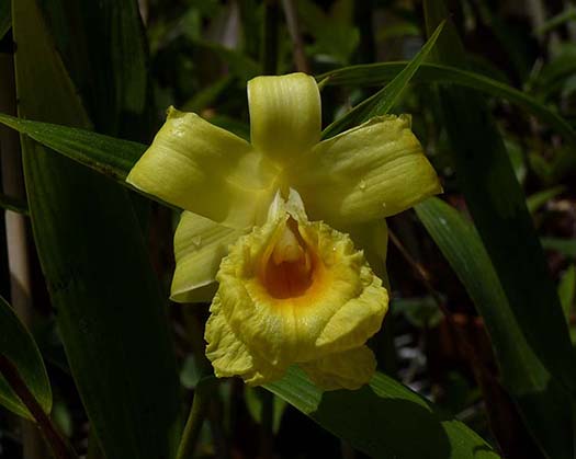 Southern California Orchid Species Society