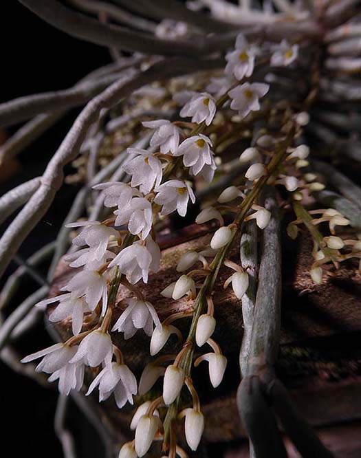 Southern California Orchid Species Society 7-2019