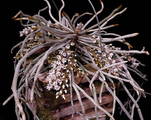 Southern California Orchid Species Society 7-2019