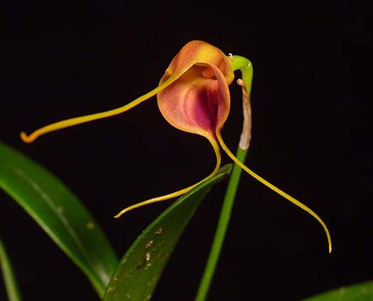 Southern California Orchid Species Society 7-2019
