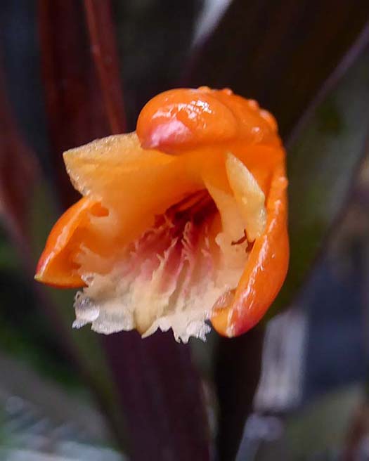 Southern California Orchid Species Society 7-2019