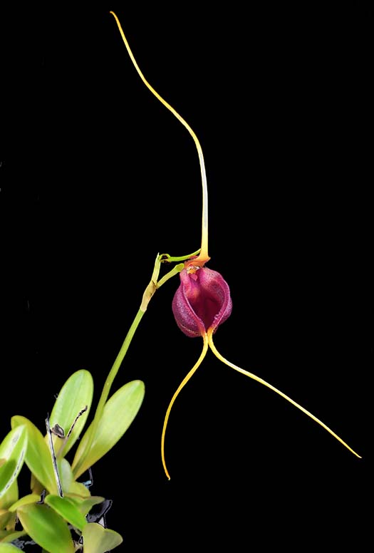 Southern California Orchid Species Society 7-2019