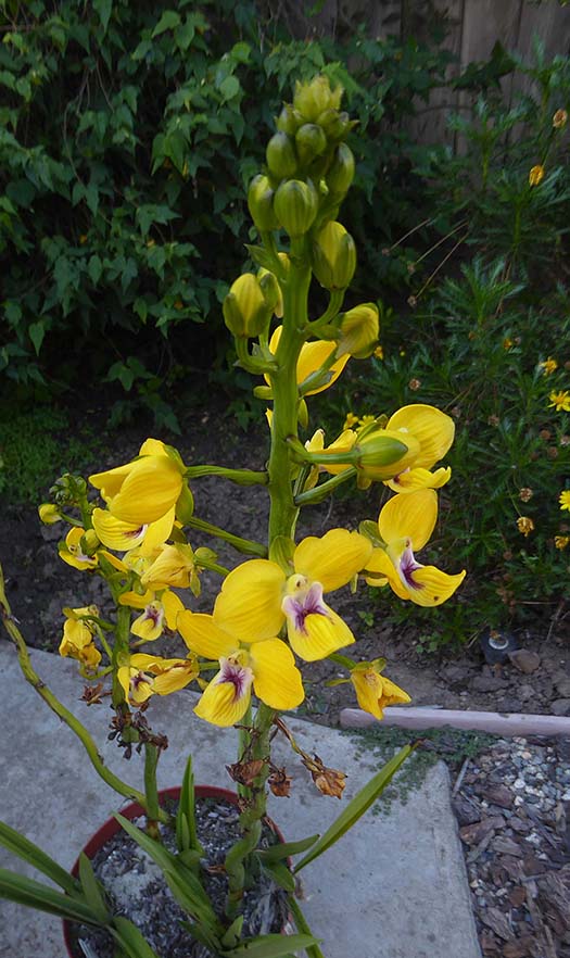 Southern California Orchid Species Society 7-2019