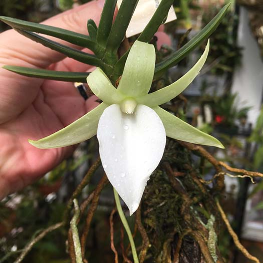 Southern California Orchid Species Society 7-2019