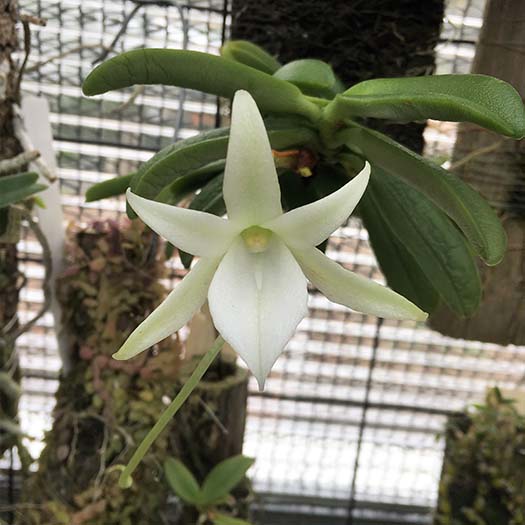 Southern California Orchid Species Society 7-2019