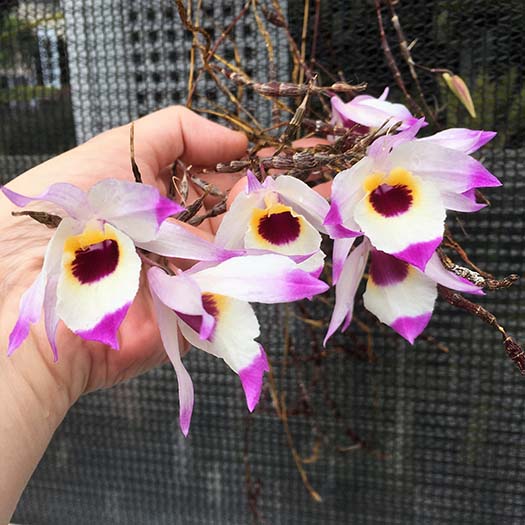 Southern California Orchid Species Society 7-2019