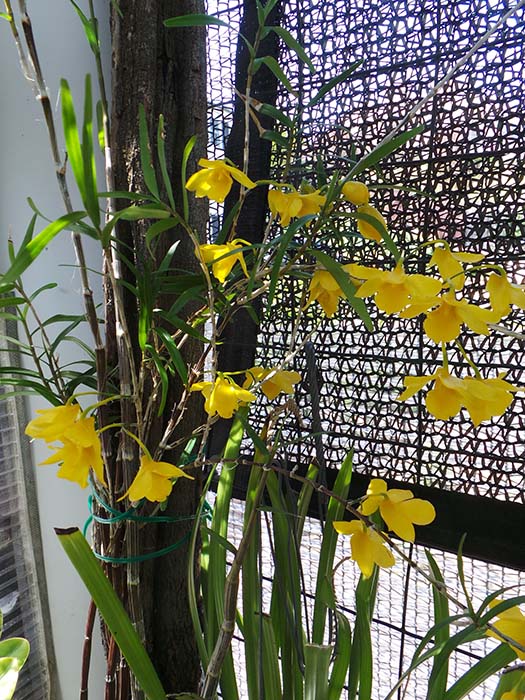 Southern California Orchid Species Society 7-2019