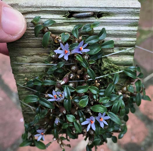 Southern California Orchid Species Society 7-2019