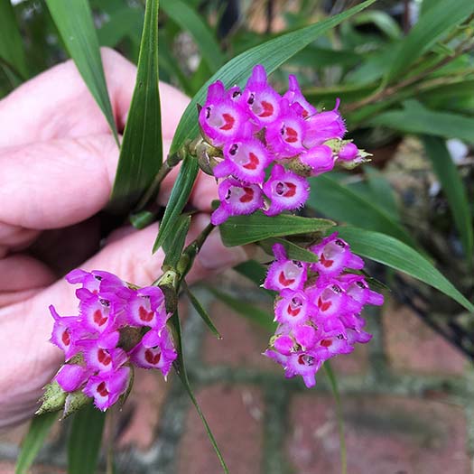 Southern California Orchid Species Society 7-2019