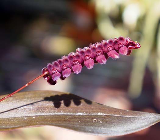 Southern California Orchid Species Society 7-2019