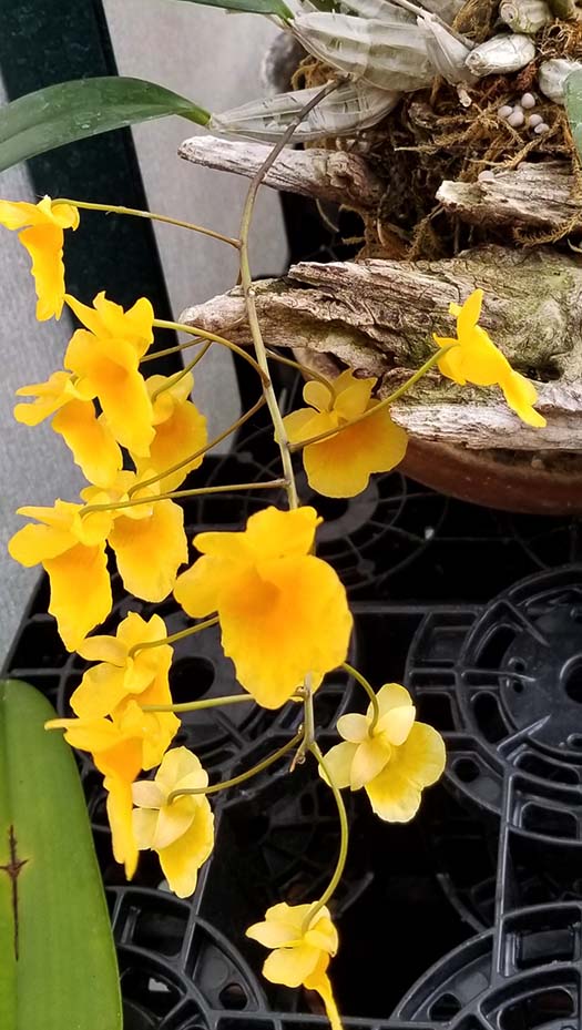 Southern California Orchid Species Society