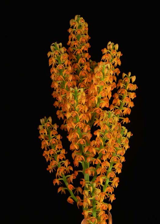 Southern California Orchid Species Society