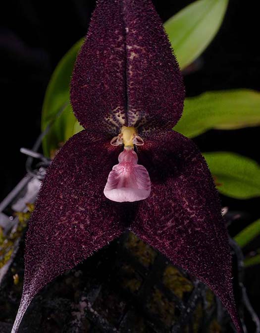Southern California Orchid Species Society