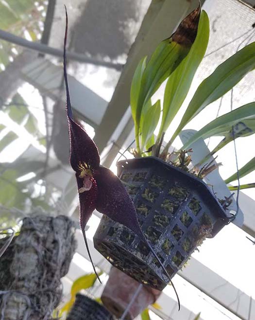 Southern California Orchid Species Society