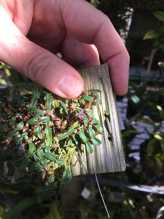 Southern California Orchid Species Society