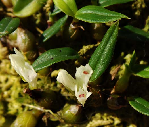 Southern California Orchid Species Society