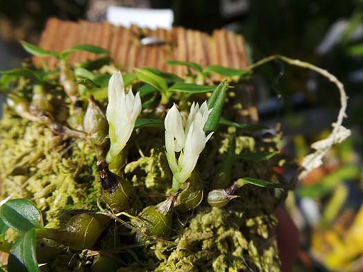Southern California Orchid Species Society