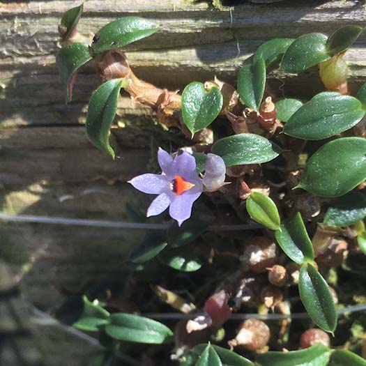 Southern California Orchid Species Society