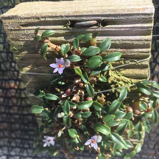 Southern California Orchid Species Society