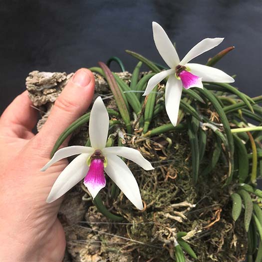 Southern California Orchid Species Society