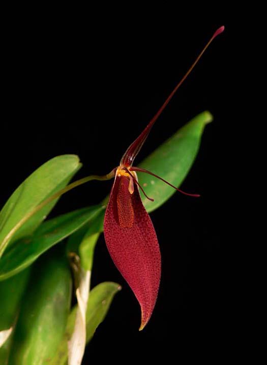 Southern California Orchid Species Society