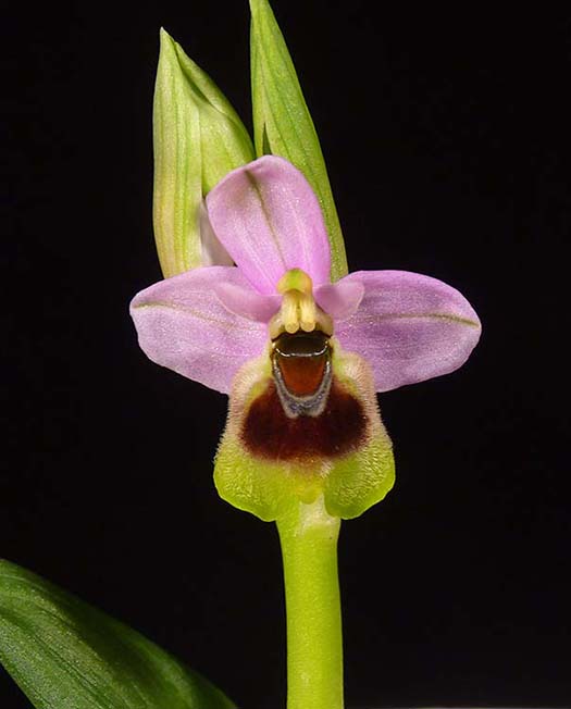 Southern California Orchid Species Society