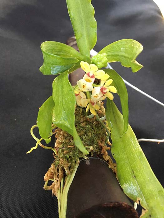 Southern California Orchid Species Society 10-2019