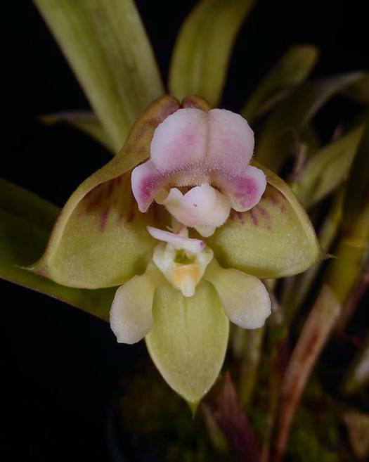 Southern California Orchid Species Society 10-2019