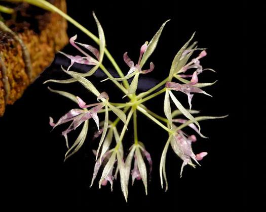 Southern California Orchid Species Society 10-2019