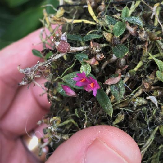 Southern California Orchid Species Society 10-2019