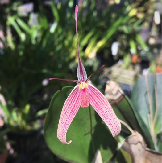 Southern California Orchid Species Society 10-2019
