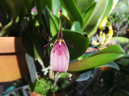 Southern California Orchid Species Society 10-2019