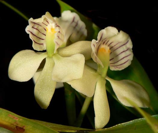 Southern California Orchid Species Society