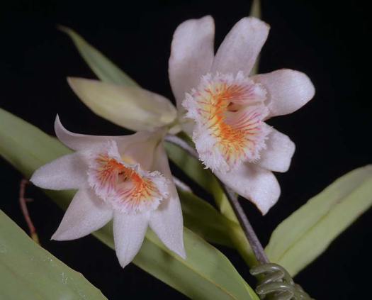 Southern California Orchid Species Society
