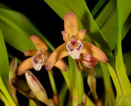 Southern California Orchid Species Society