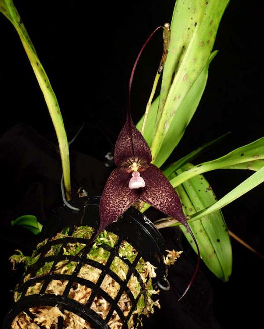 Southern California Orchid Species Society