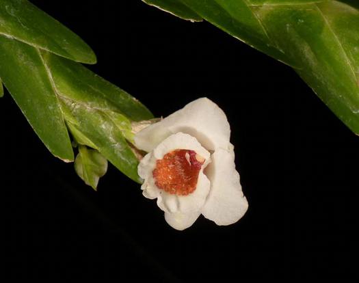 Southern California Orchid Species Society