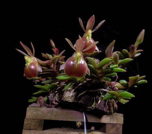 Southern California Orchid Species Society