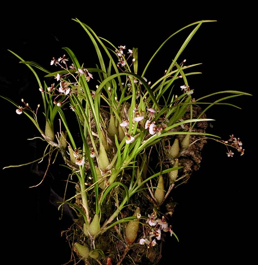 Southern California Orchid Species Society