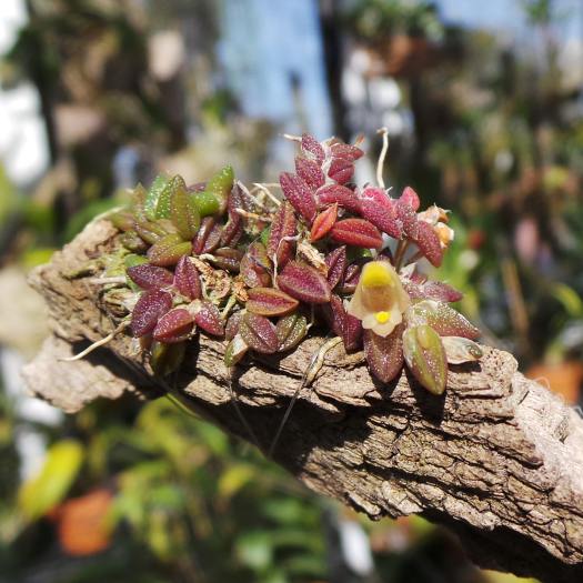 Southern California Orchid Species Society