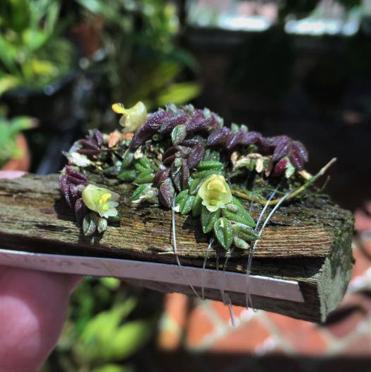 Southern California Orchid Species Society